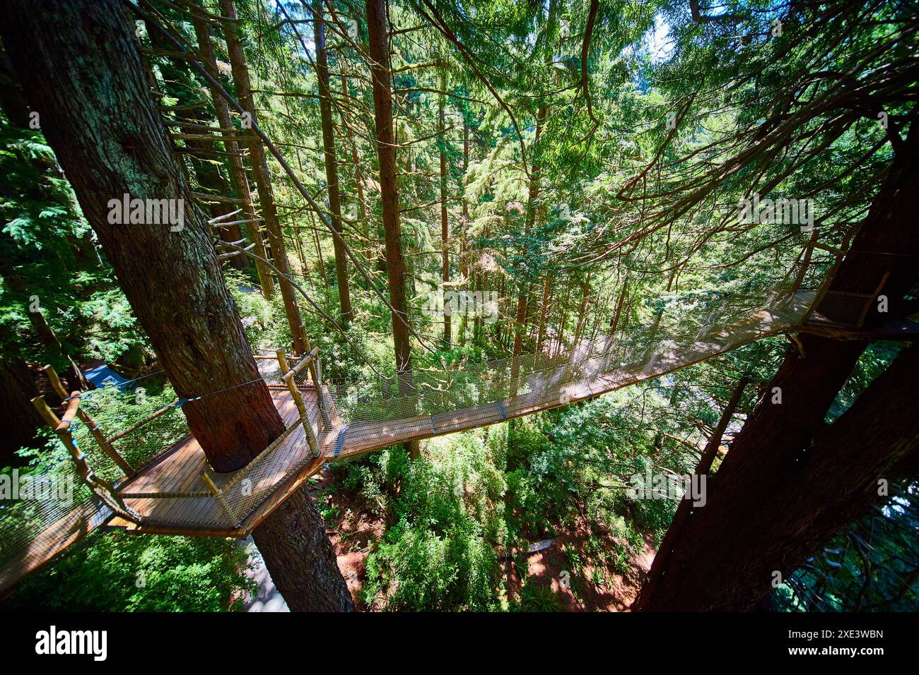 Aerial View of Forest Canopy Suspension Bridge in Dense Redwoods Stock ...