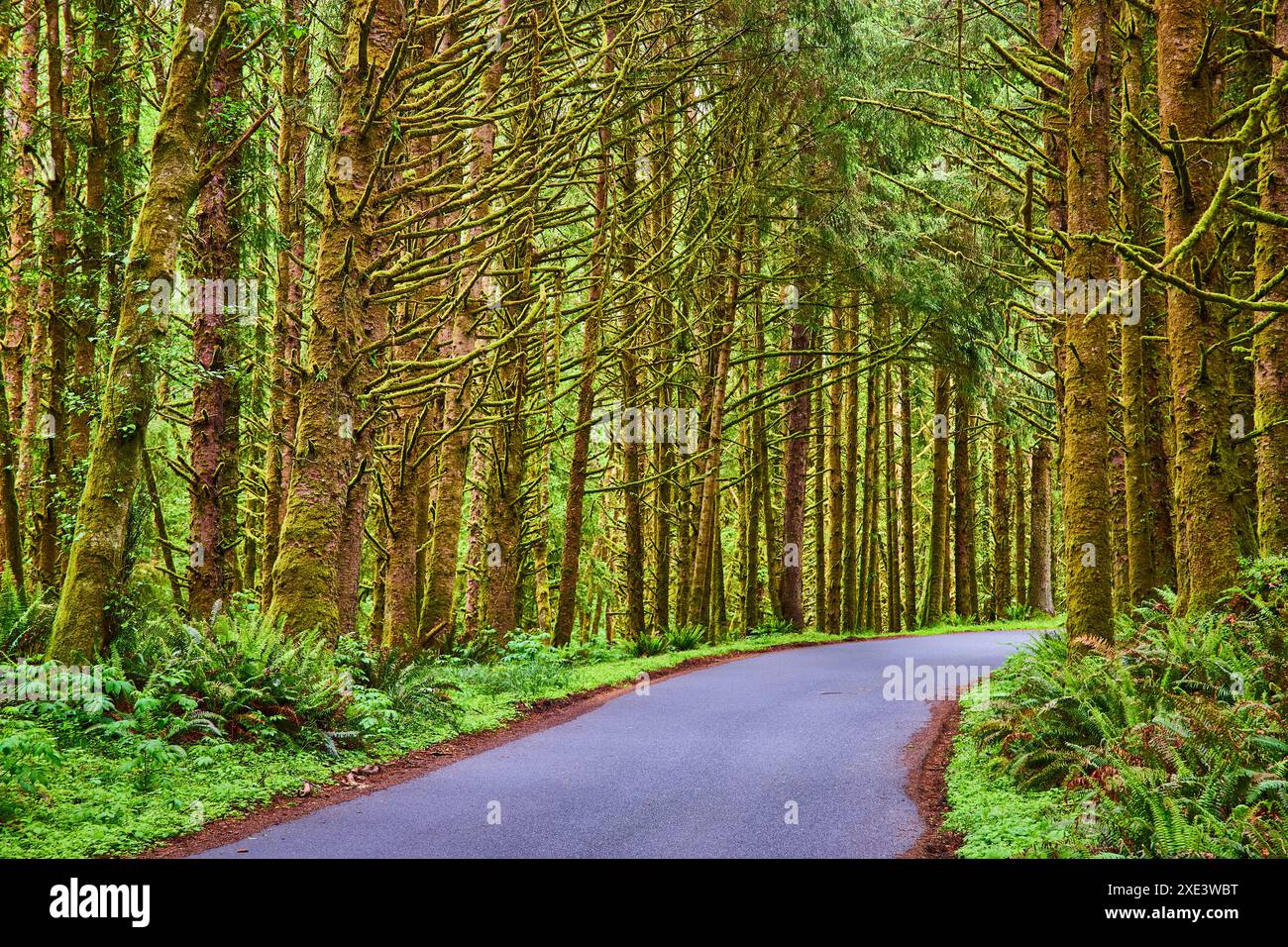Lush Forest Road in Oregon from Eye-Level Perspective Stock Photo - Alamy
