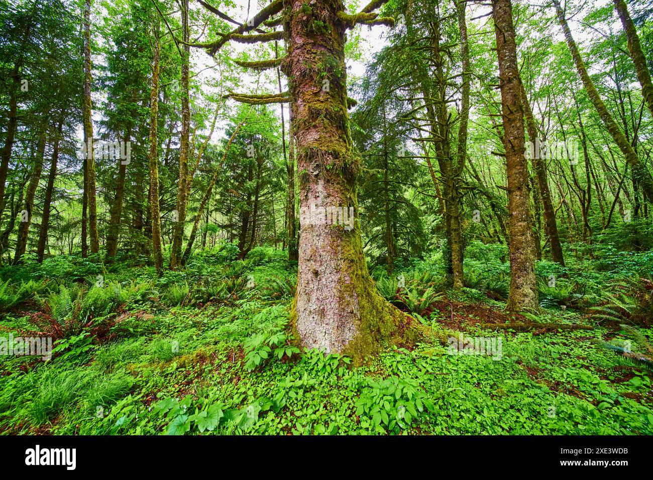 Moss-Covered Tree in Lush Temperate Rainforest Eye-Level Perspective ...