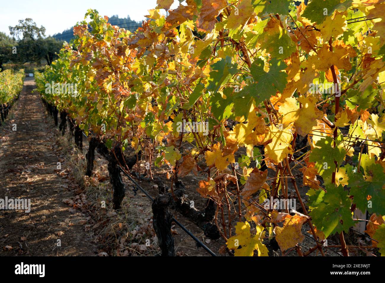 Napa Valley's boutique wineries produce some of the world's best wines ...