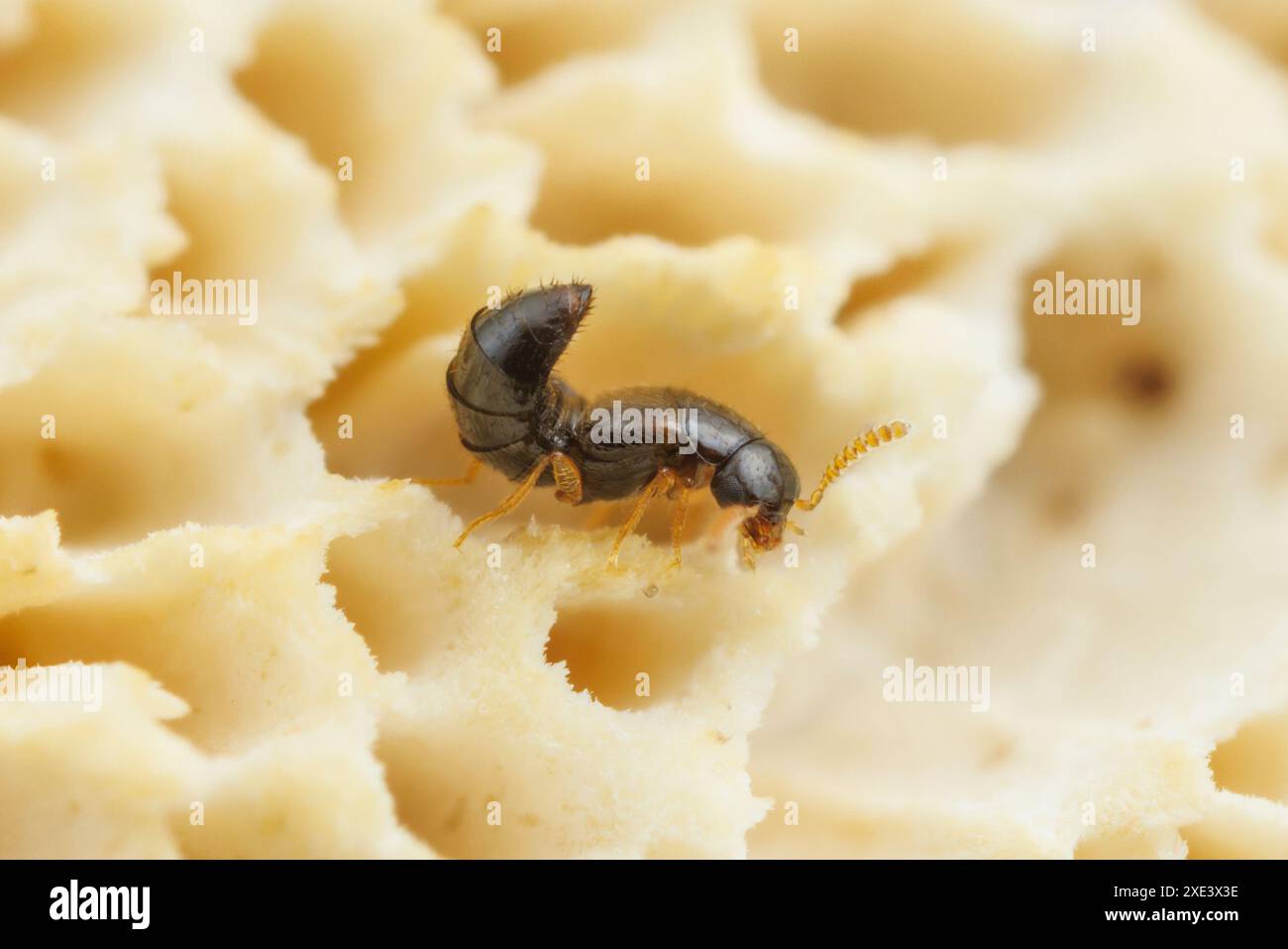 Rove Beetle (Gyrophaena sp Stock Photo - Alamy