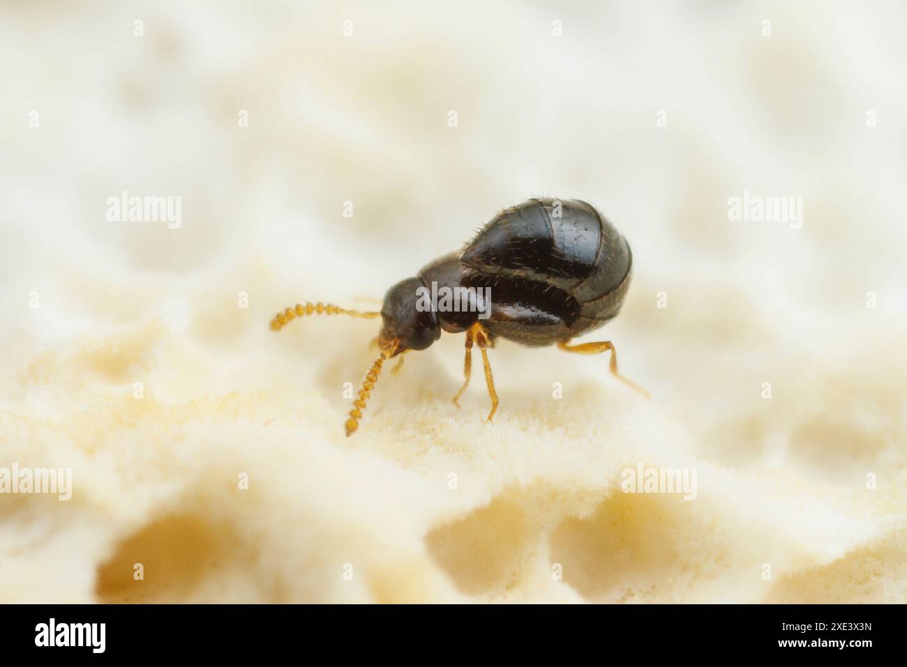 Rove Beetle (Gyrophaena sp Stock Photo - Alamy