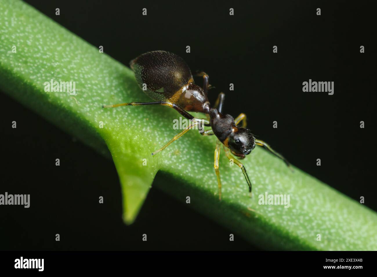 Slender Ant-mimic Jumping Spider (Synemosyna formica Stock Photo - Alamy