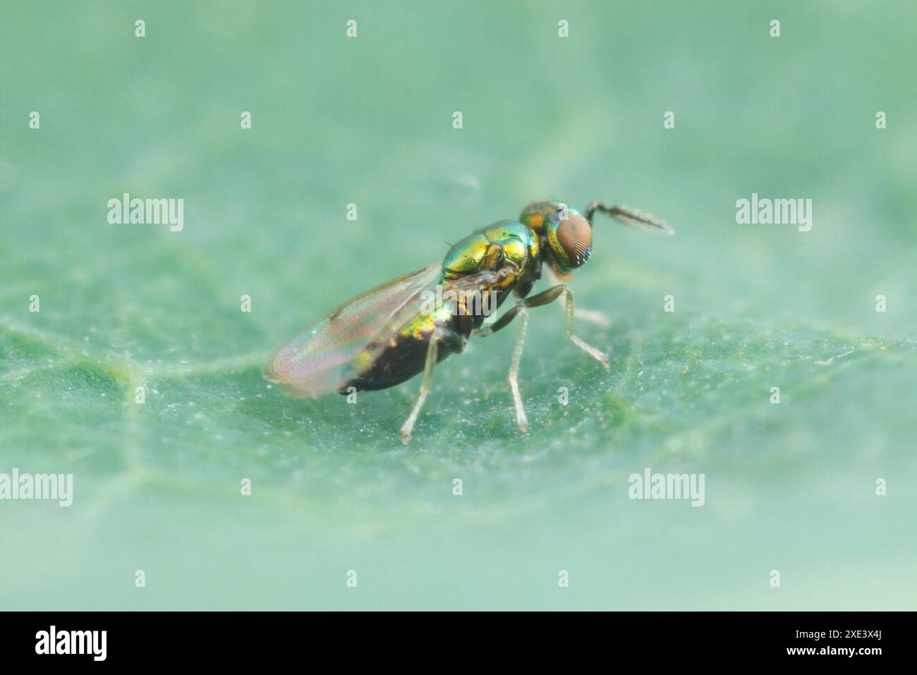 Eulophid Wasp (Eulophinae) - Female Stock Photo - Alamy