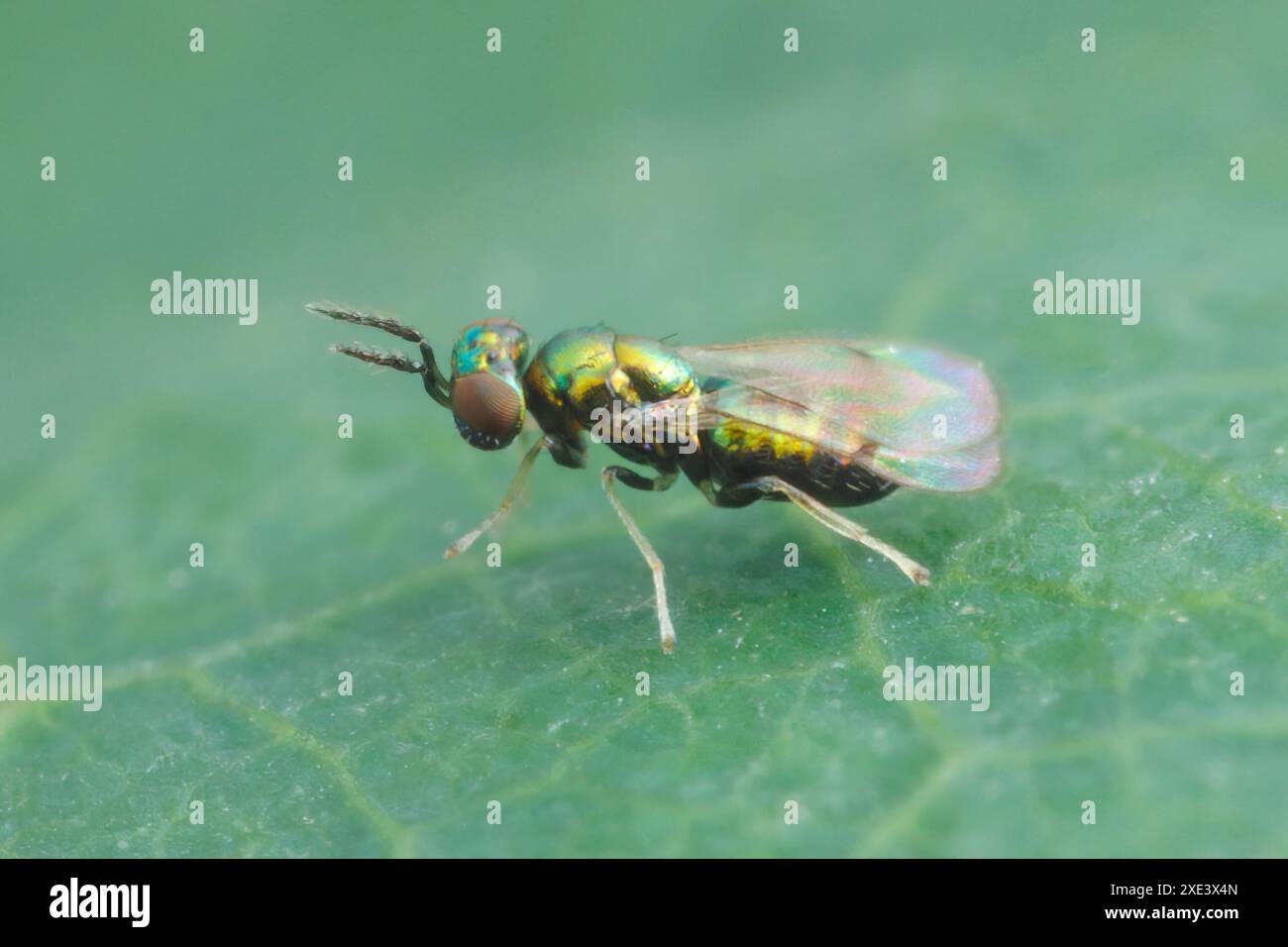 Eulophid wasps hi-res stock photography and images - Alamy