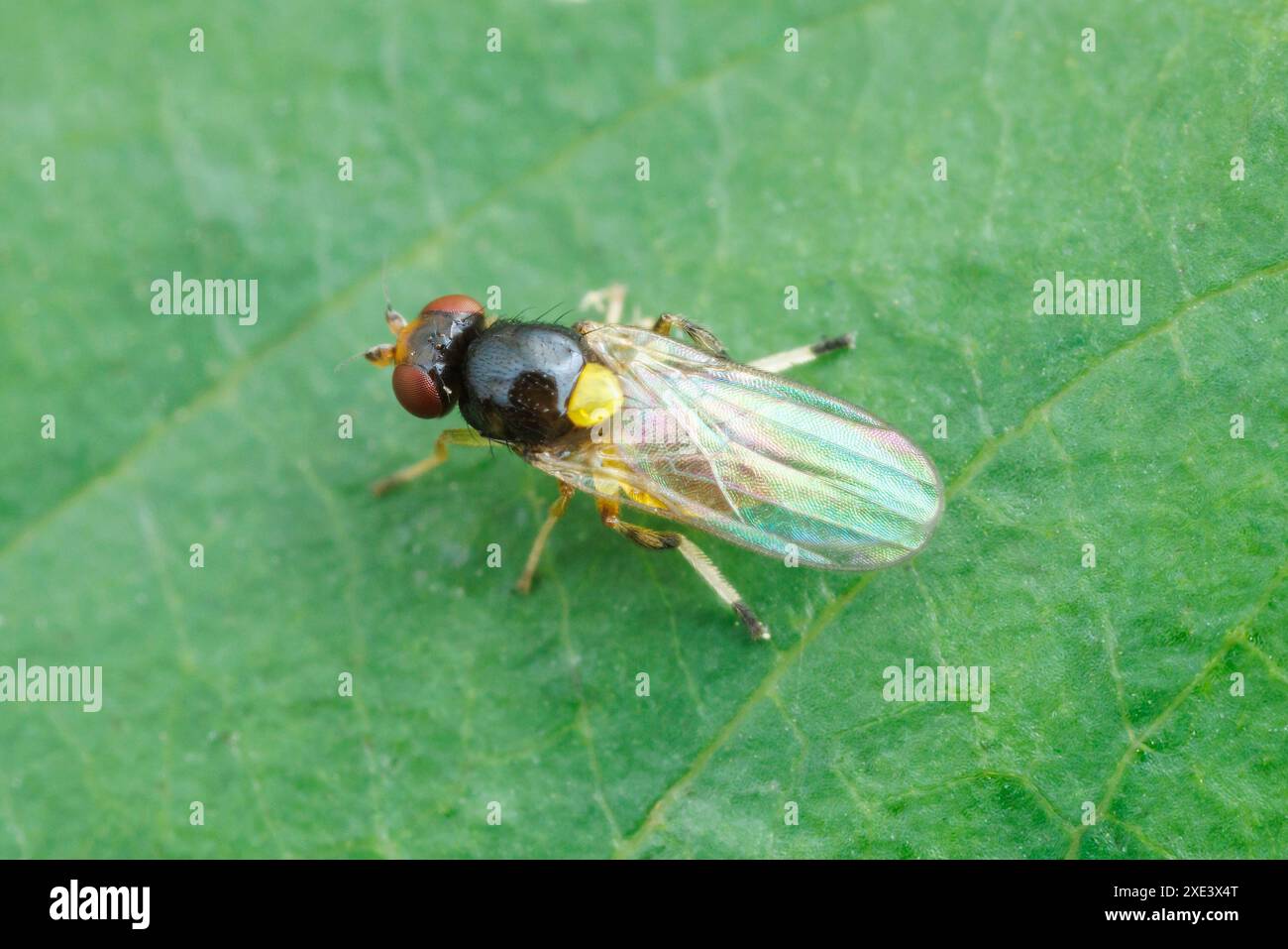 Frit hi-res stock photography and images - Alamy