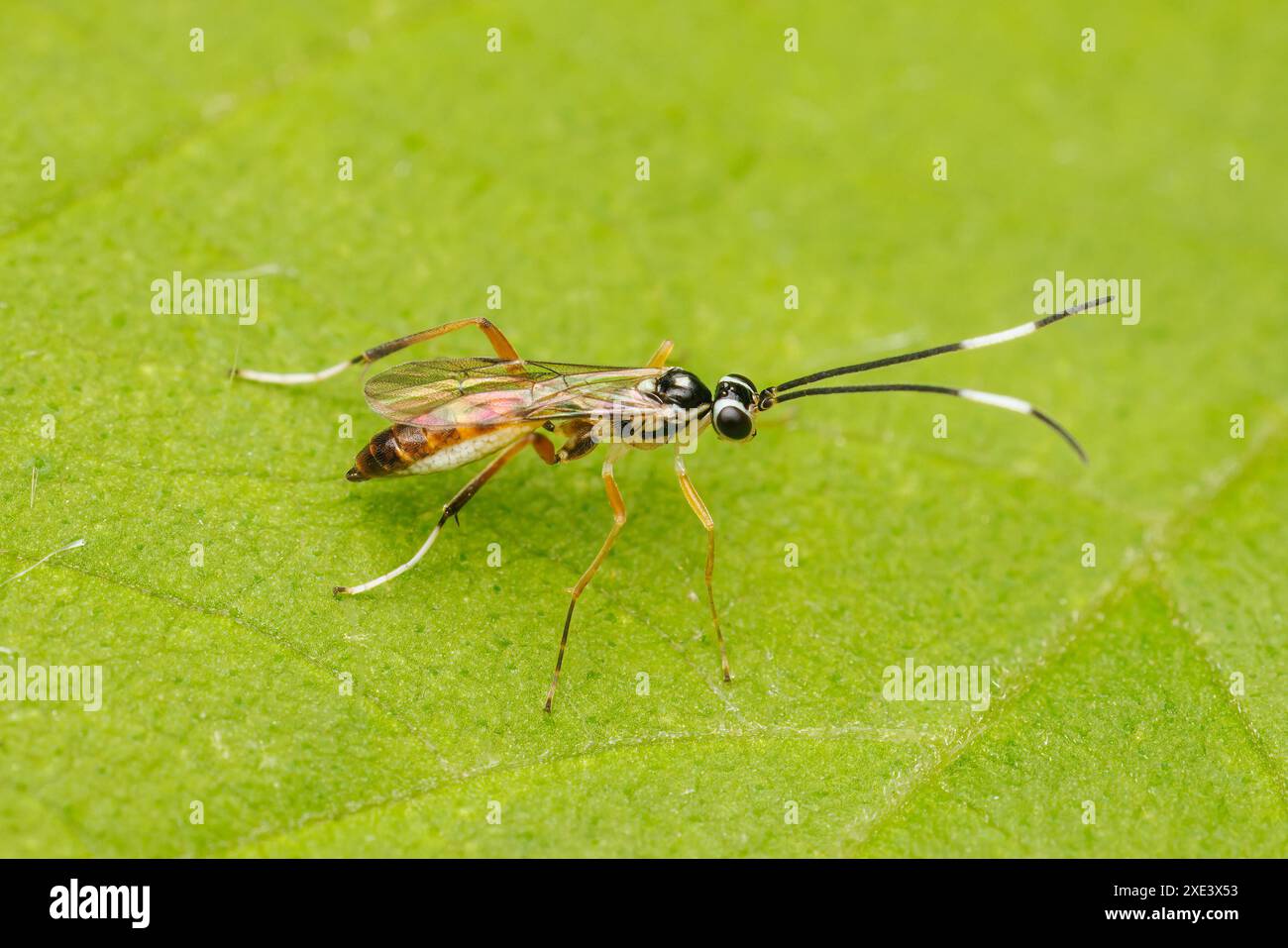 Ichneumonid Wasp (Ichneumonidae Stock Photo - Alamy