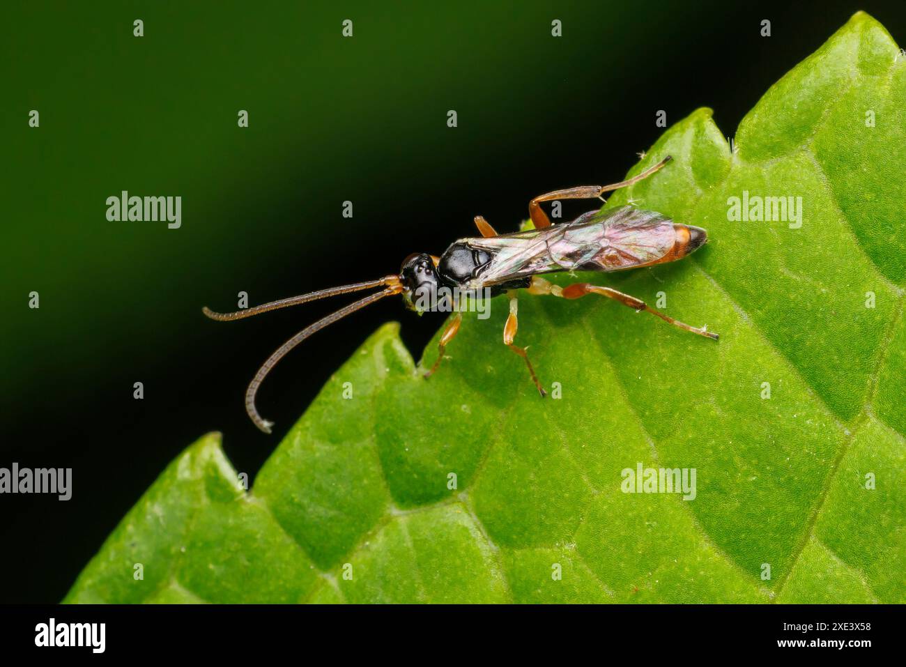 Ichneumonid Wasp (Phaeogenini) - Male Stock Photo - Alamy