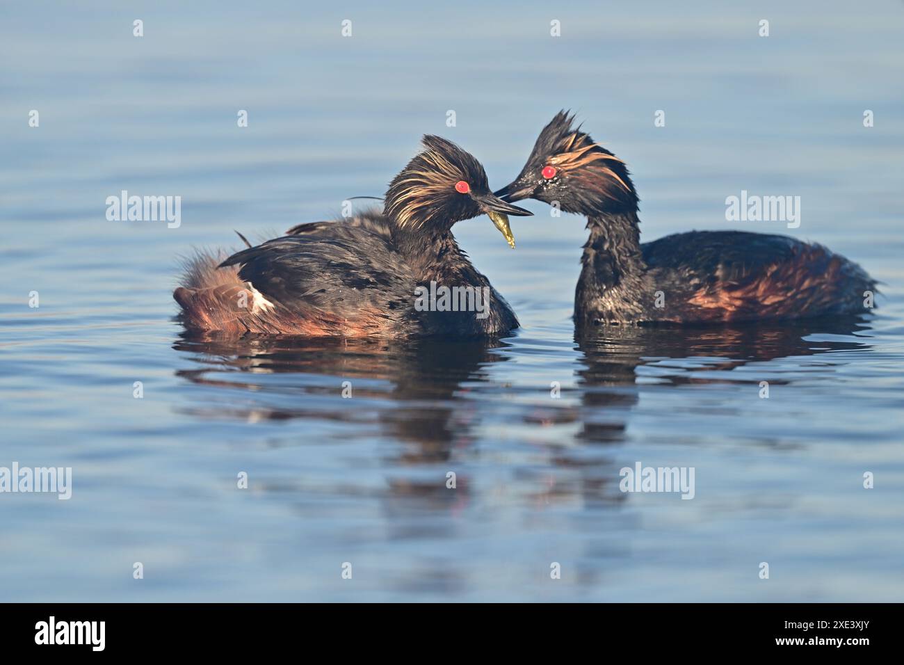 Eared Grebe aka Podiceps nigricollis parents with their chicks Stock ...