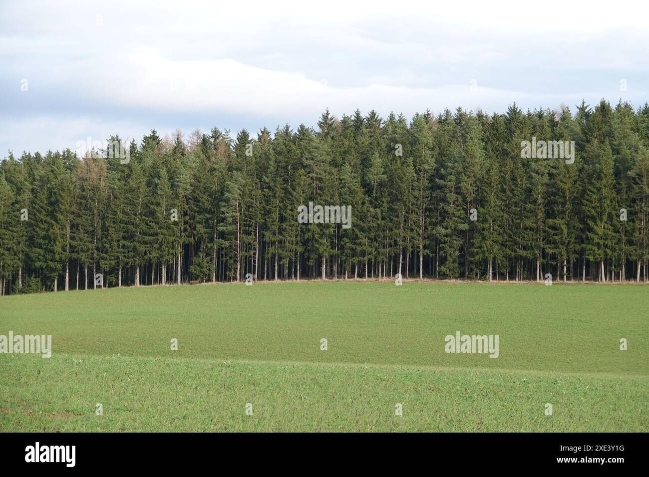 Picea abies spruce forest hi-res stock photography and images - Alamy