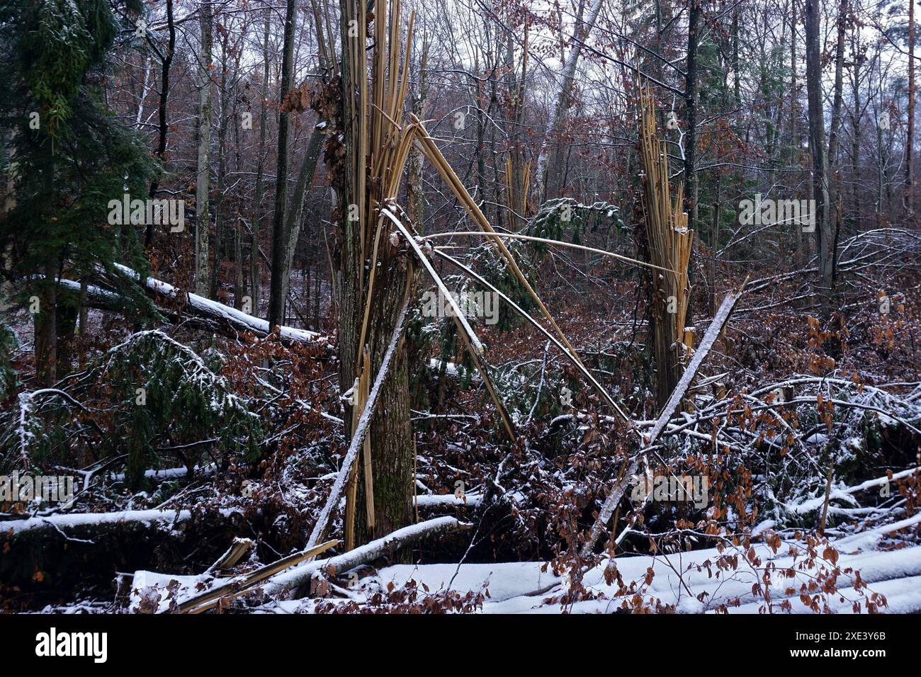 Oak tree in snow storm hi-res stock photography and images - Alamy