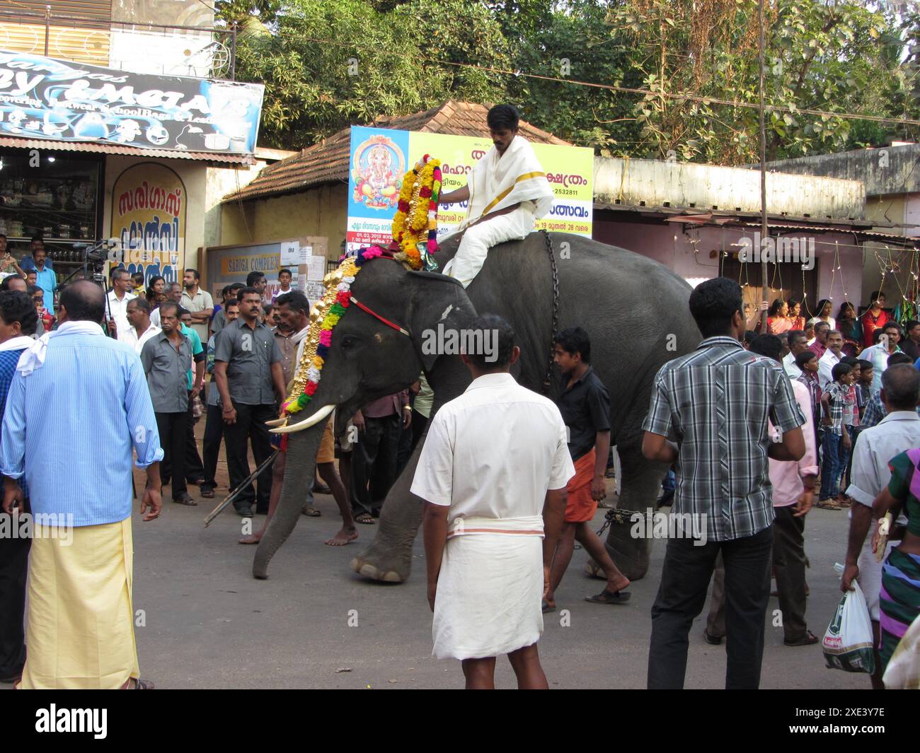 Indian elephant in a temple in India Stock Photo - Alamy