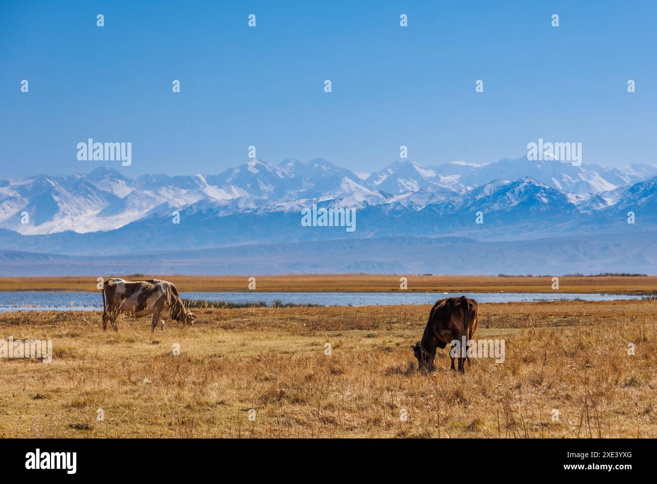 Milk day wallpaper hi-res stock photography and images - Alamy