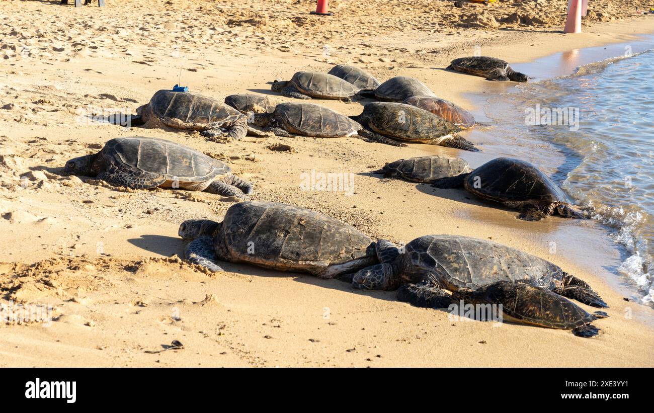 Hawaiian green turtles (Hawaiian name: Honu) basking on the beach in ...