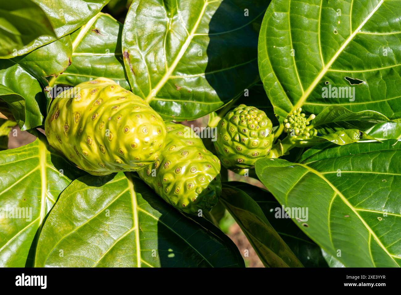 Noni tree hi-res stock photography and images - Alamy