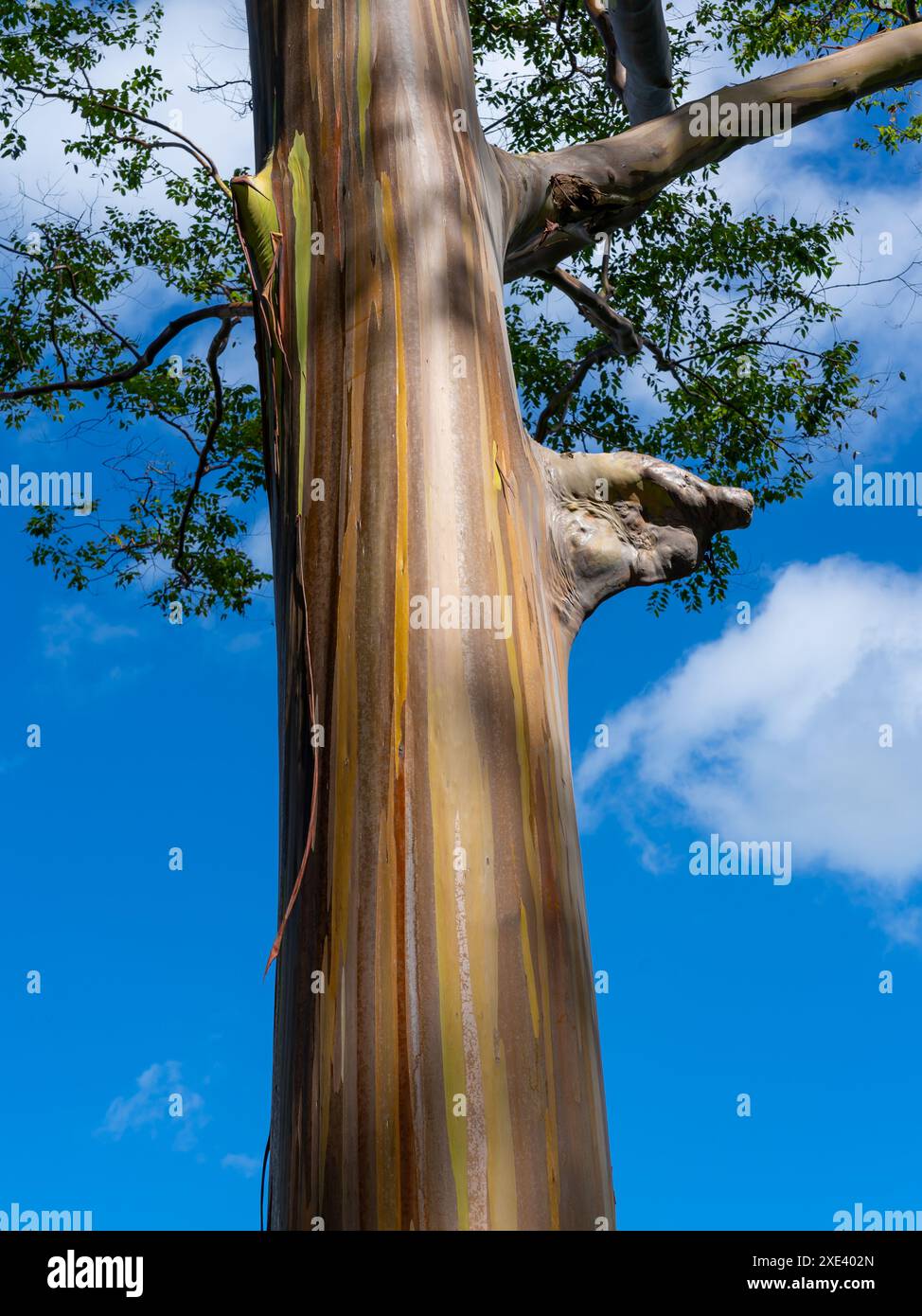 Rainbow Eucalyptus tree at Keahua Arboretum near Kapa'a, Kauai, Hawaii ...