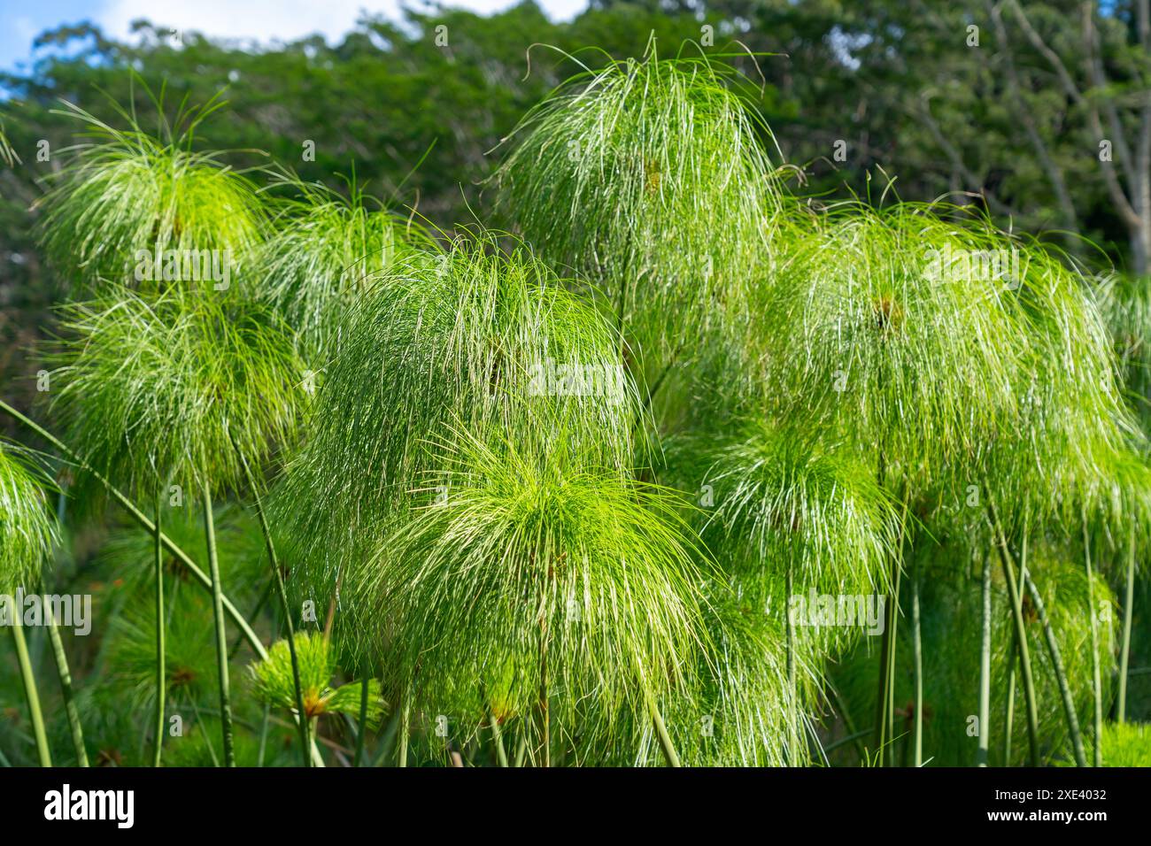 Cyperus papyrus hi-res stock photography and images - Alamy