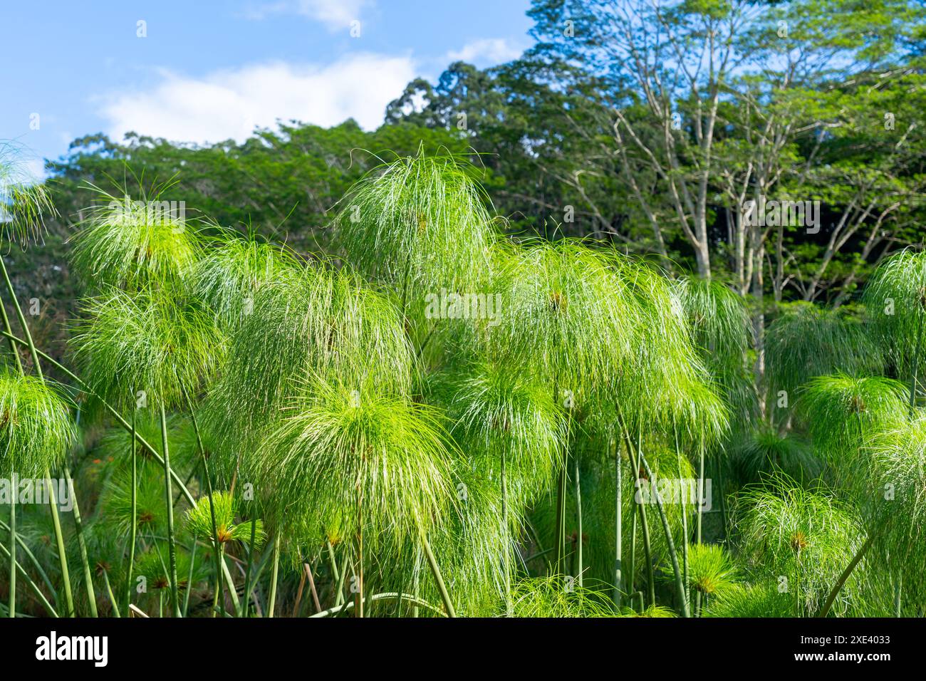 Cyperus papyrus (papyrus) growing in Kauai, Hawaii, USA Stock Photo - Alamy