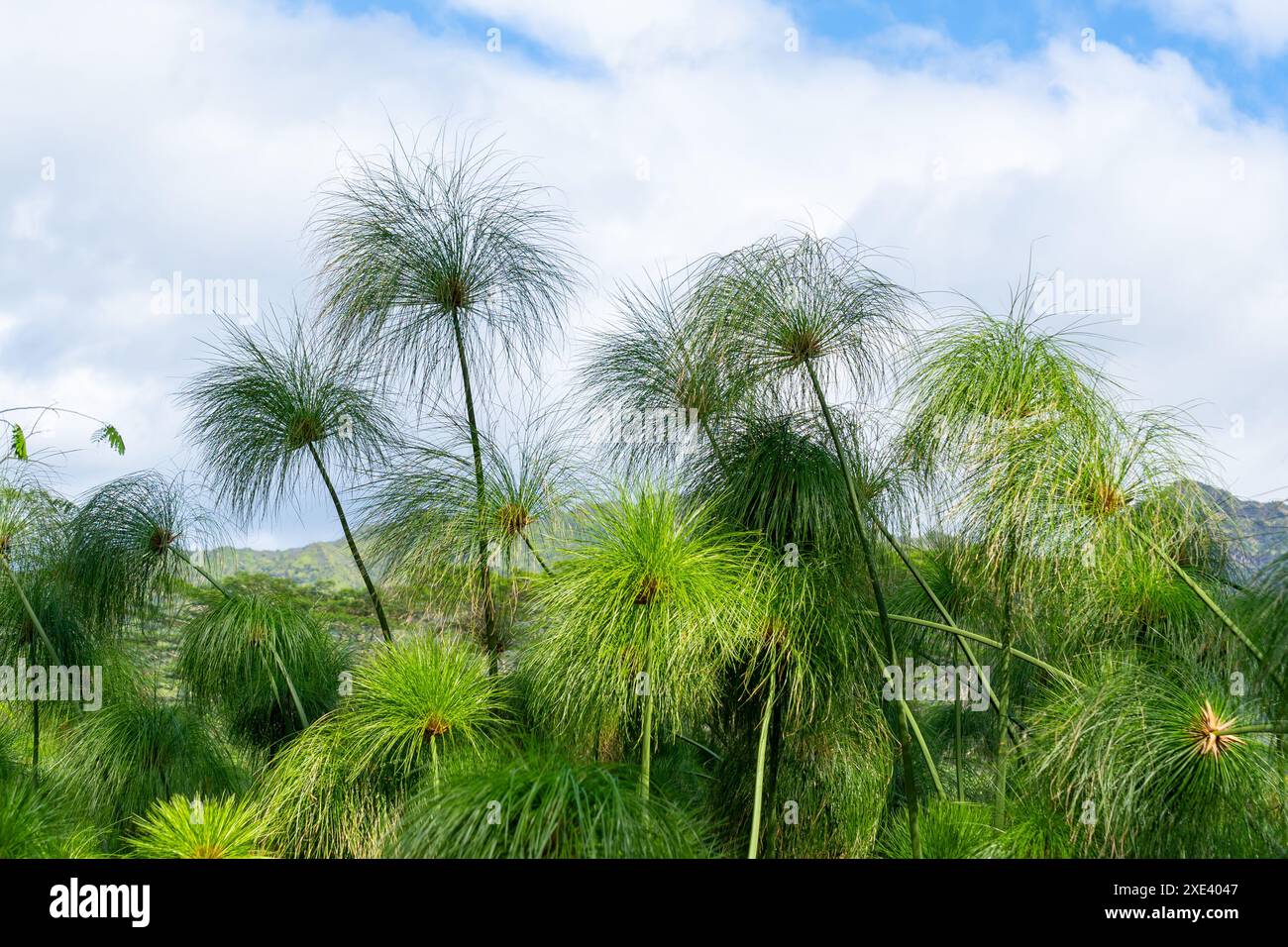 Cyperus papyrus (papyrus) growing in Kauai, Hawaii, USA Stock Photo - Alamy