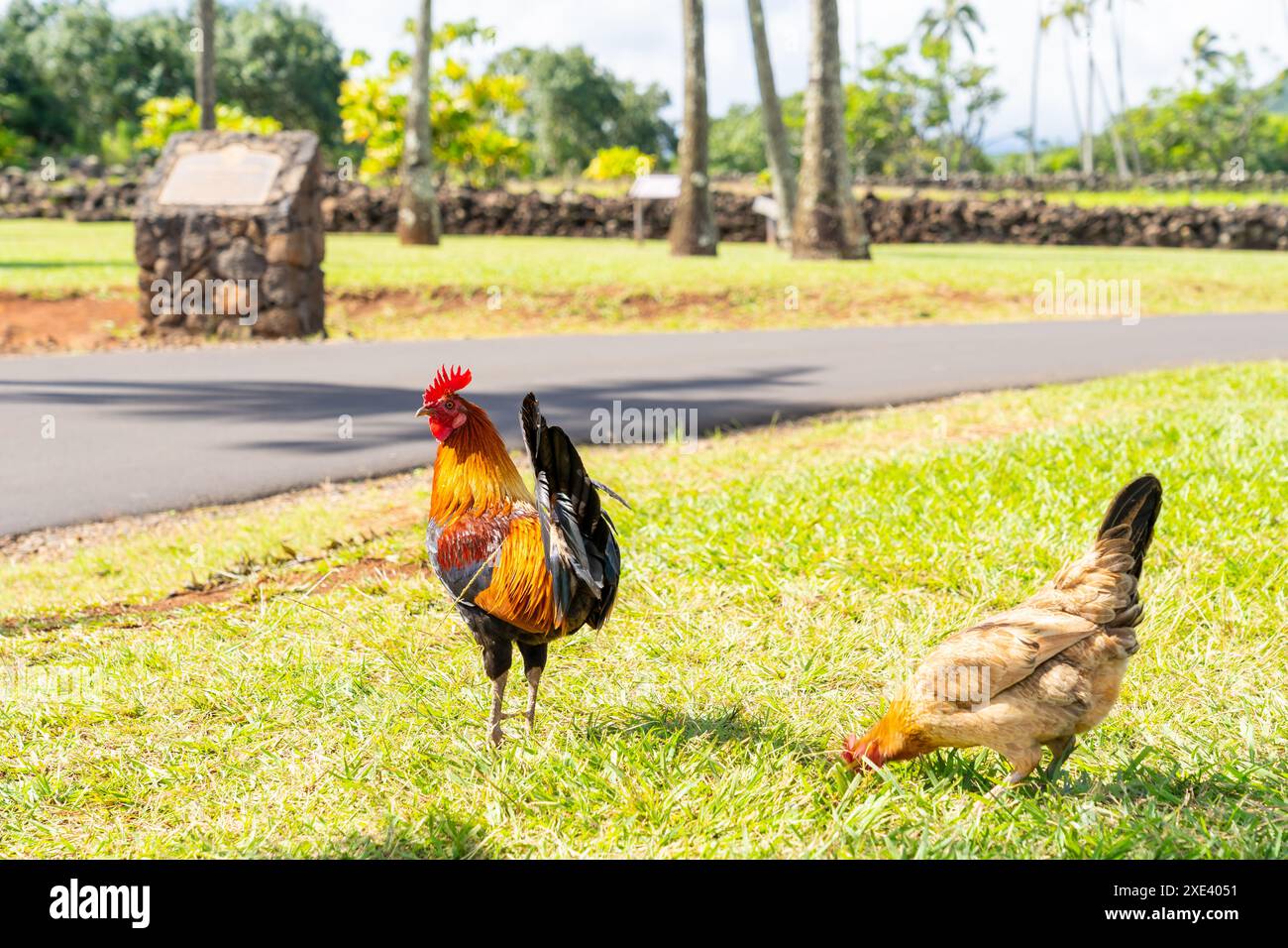 A beautiful wild rooster and a hen at a park in Kauai, Hawaii, USA. A ...