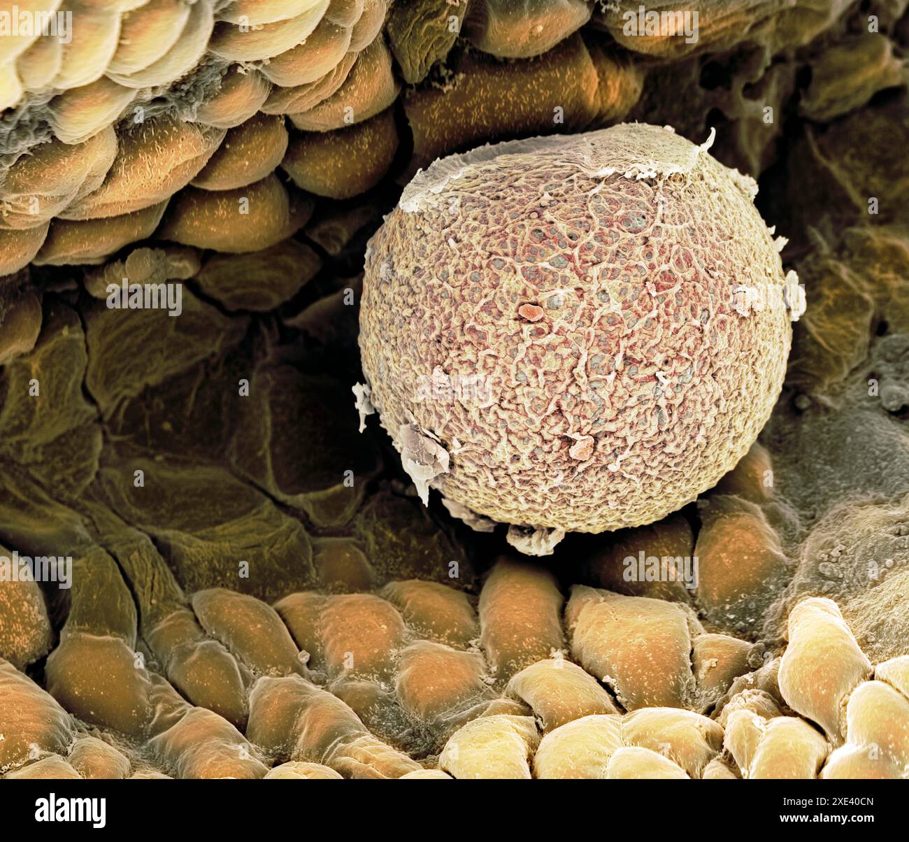 Coloured scanning electron micrograph (SEM) of a human ovum (egg cell ...
