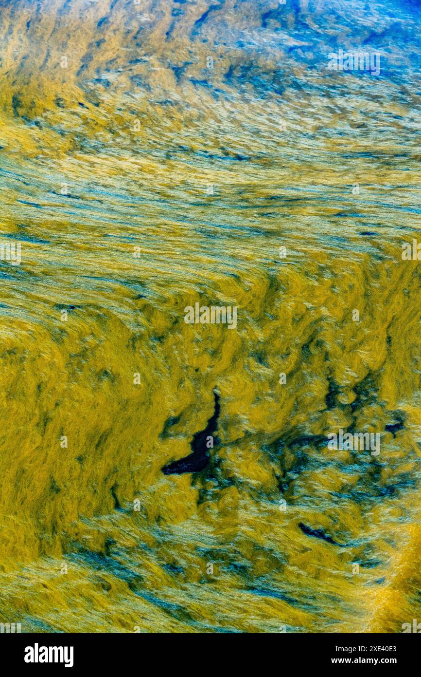 Harmful algal bloom (HAB), also known as a red tide, in the Gulf of ...