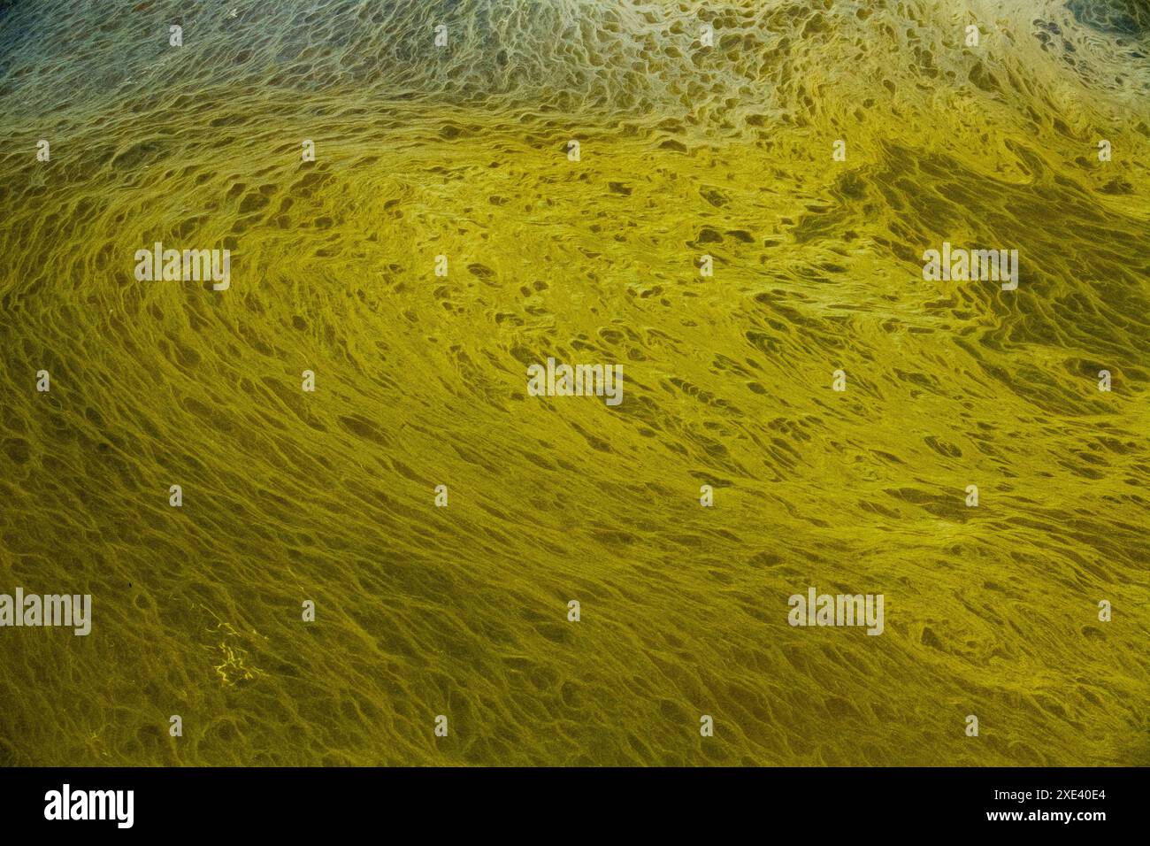 Harmful algal bloom (HAB), also known as a red tide, in the Gulf of ...