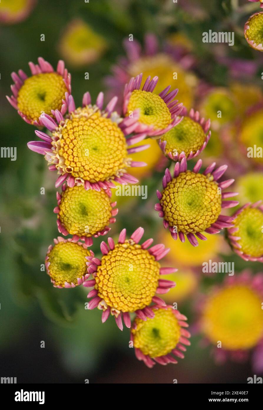 Anemone chrysanthemum (Chrysanthemum x morifolium) flowers Stock Photo ...