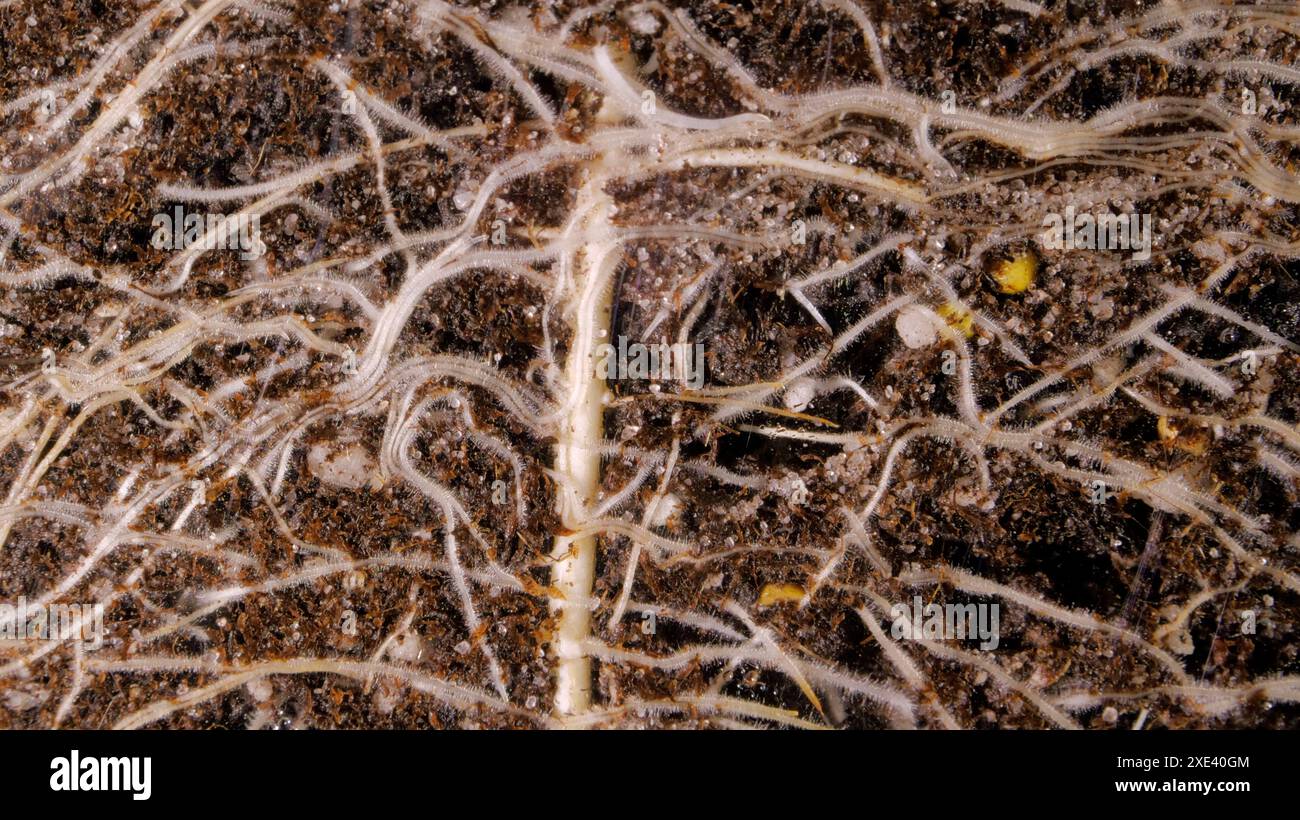 Plant roots underground. Fine root hairs extend from the roots, greatly ...
