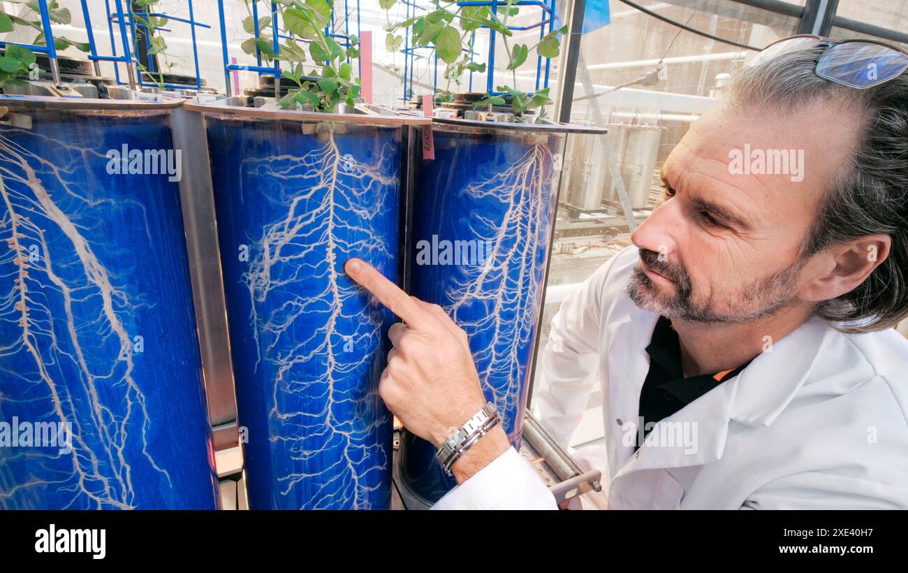 Editorial use only Scientist pointing to root nodules on leguminous ...