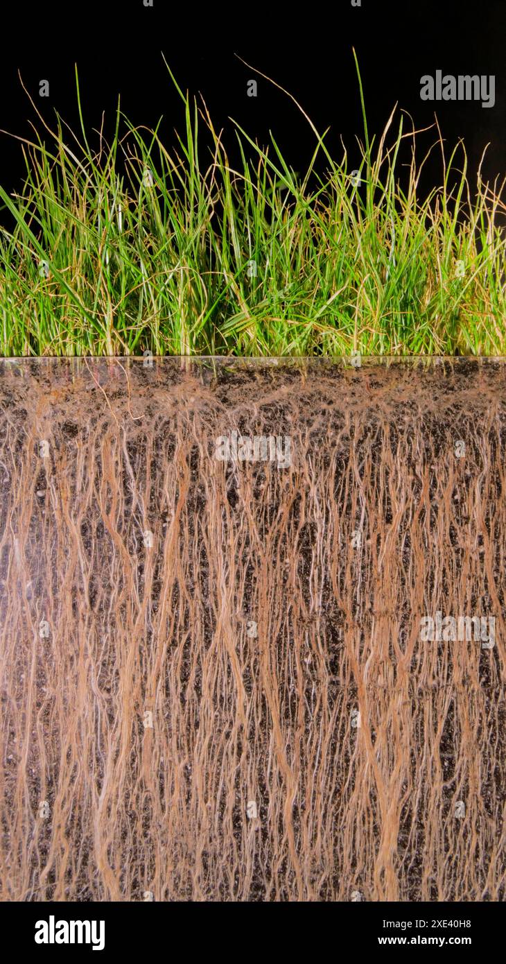 Roots and leaves of lawn grass (family Poaceae Stock Photo - Alamy