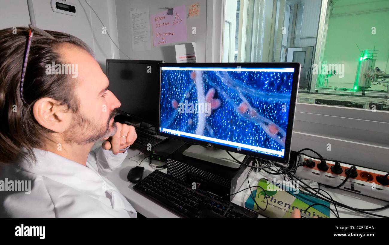 Editorial use only Scientist studying an image of nodules containing ...