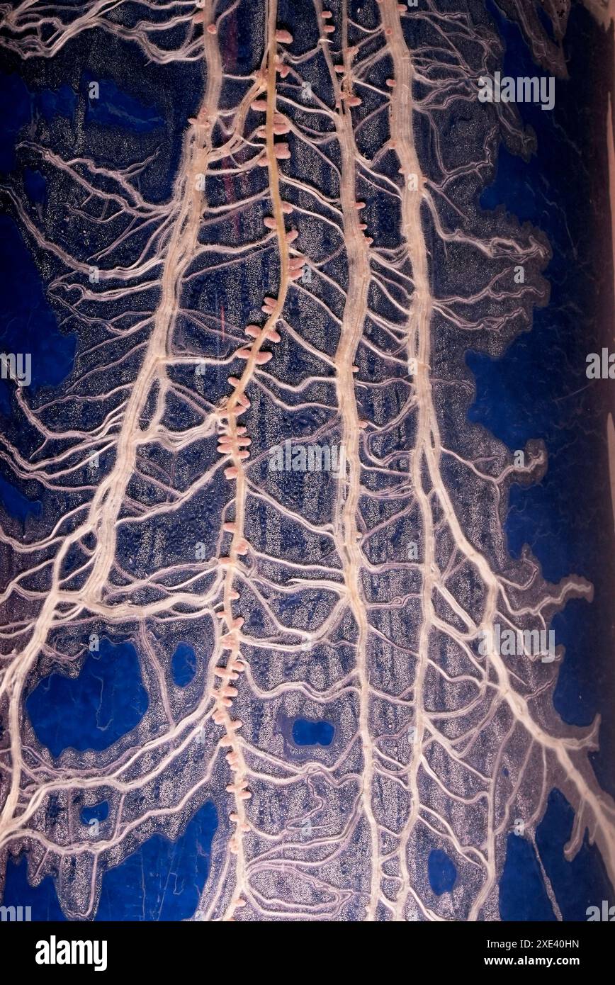 Nodules (pink) formed by nitrogen-fixing soil bacteria on a leguminous ...