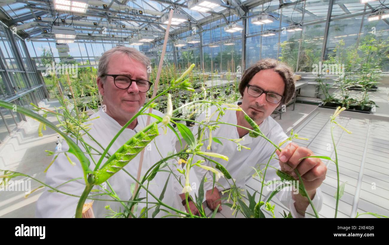 Editorial use only Scientists observing tobacco hawk moth (Manduca ...