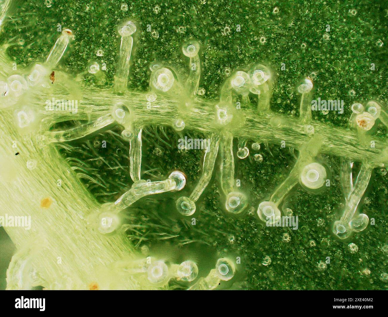Light micrograph of a cannabis (Cannabis sp.) plant leaf, showing ...