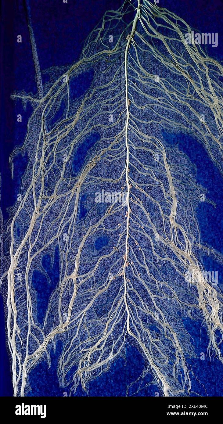 Nodules (pink) formed by nitrogen-fixing soil bacteria on a leguminous ...
