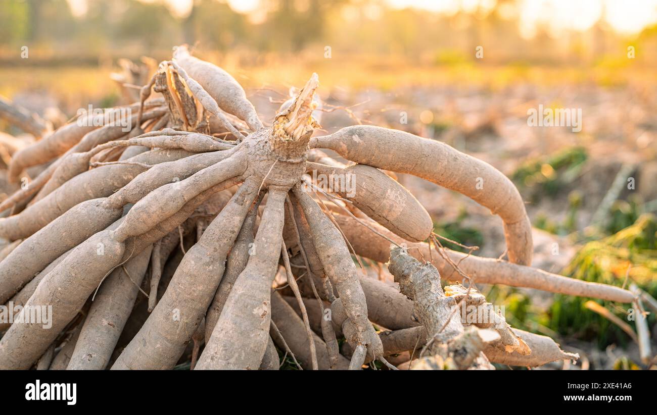Cassava roots. Sustainable agriculture. Cassava root in tropical ...