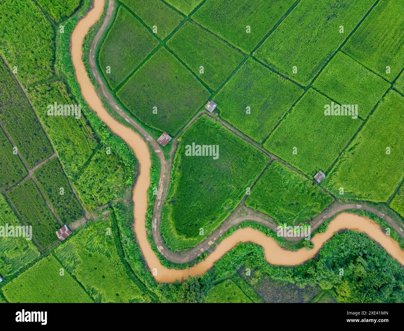 Aerial view of lush green rice field with small winding canal ...