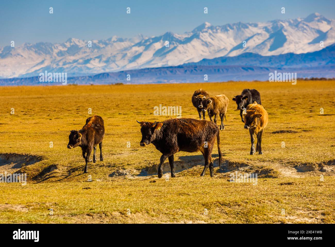 group of cows walking back home from free-range grazing on yellow dry ...