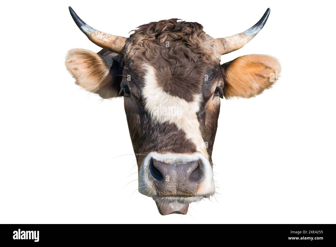 Cow head, funny cow face Stock Photo - Alamy