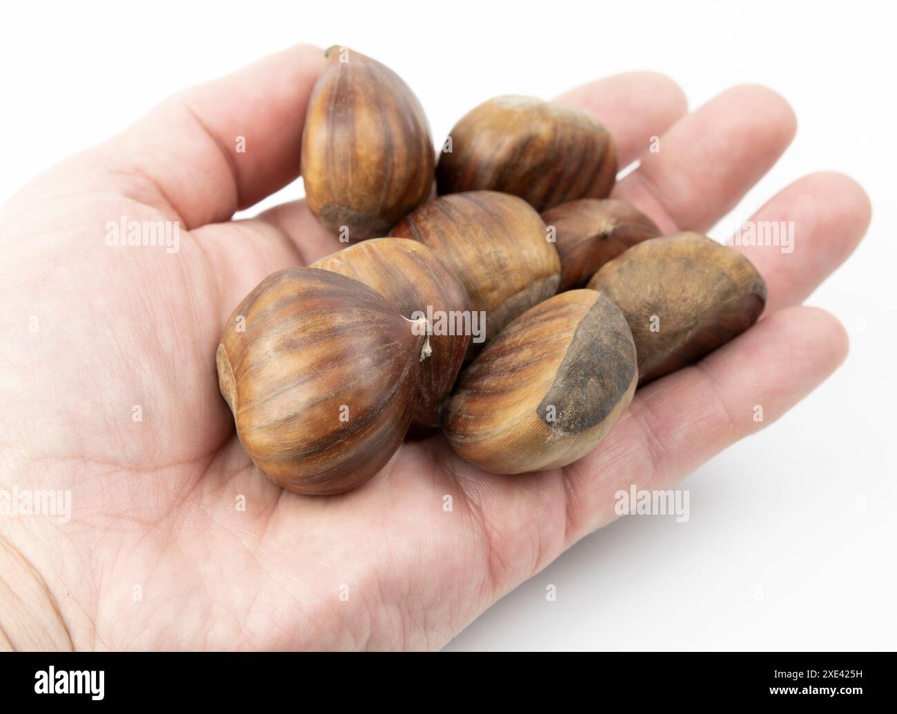 Edible chestnuts isolated on white background. Castanea sativa, the ...
