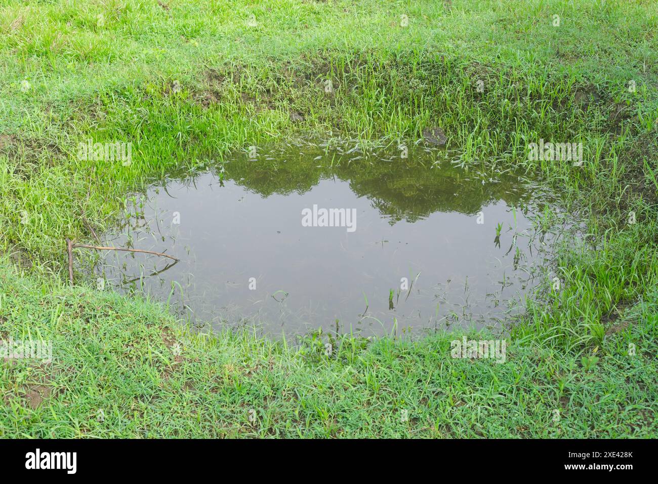 Carabao philippines hi-res stock photography and images - Alamy