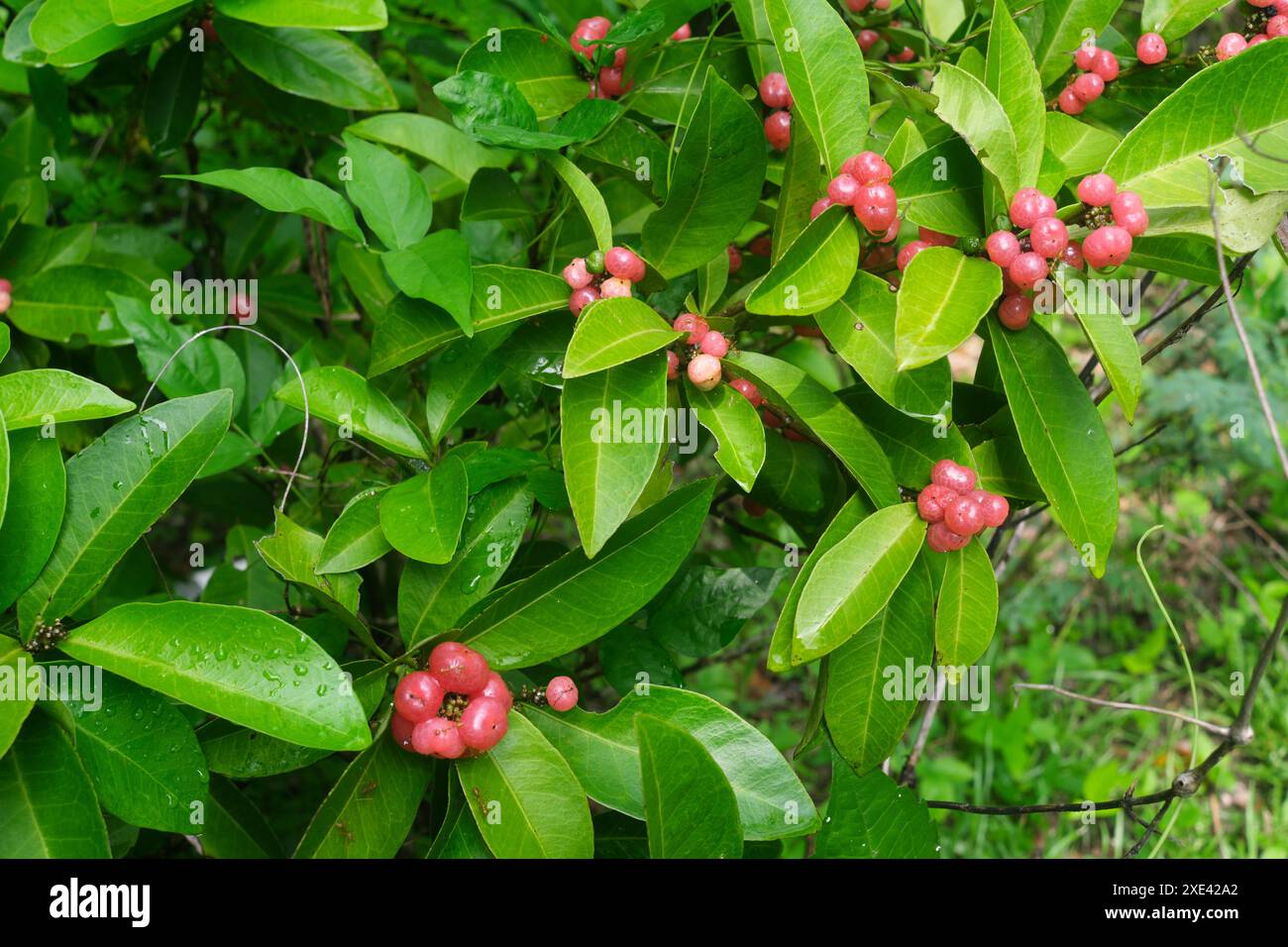 Philippines gin hi-res stock photography and images - Alamy