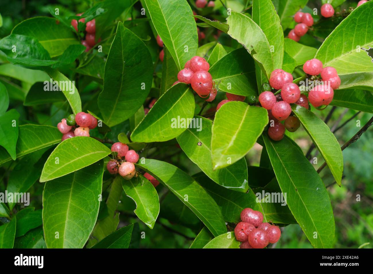 Philippines pink plant hi-res stock photography and images - Alamy