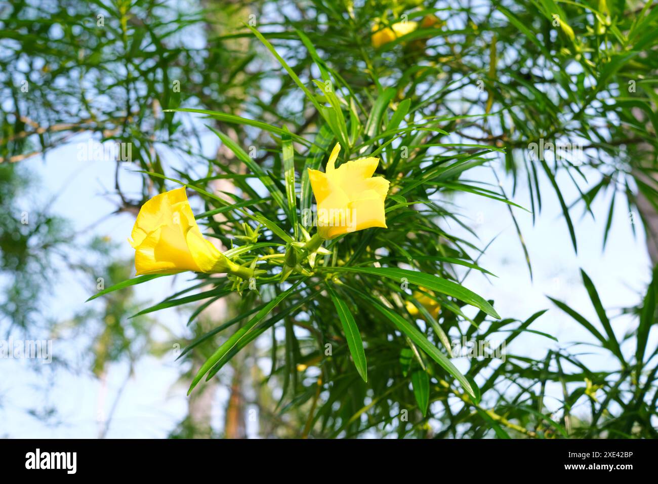 Thevetia tree hi-res stock photography and images - Alamy