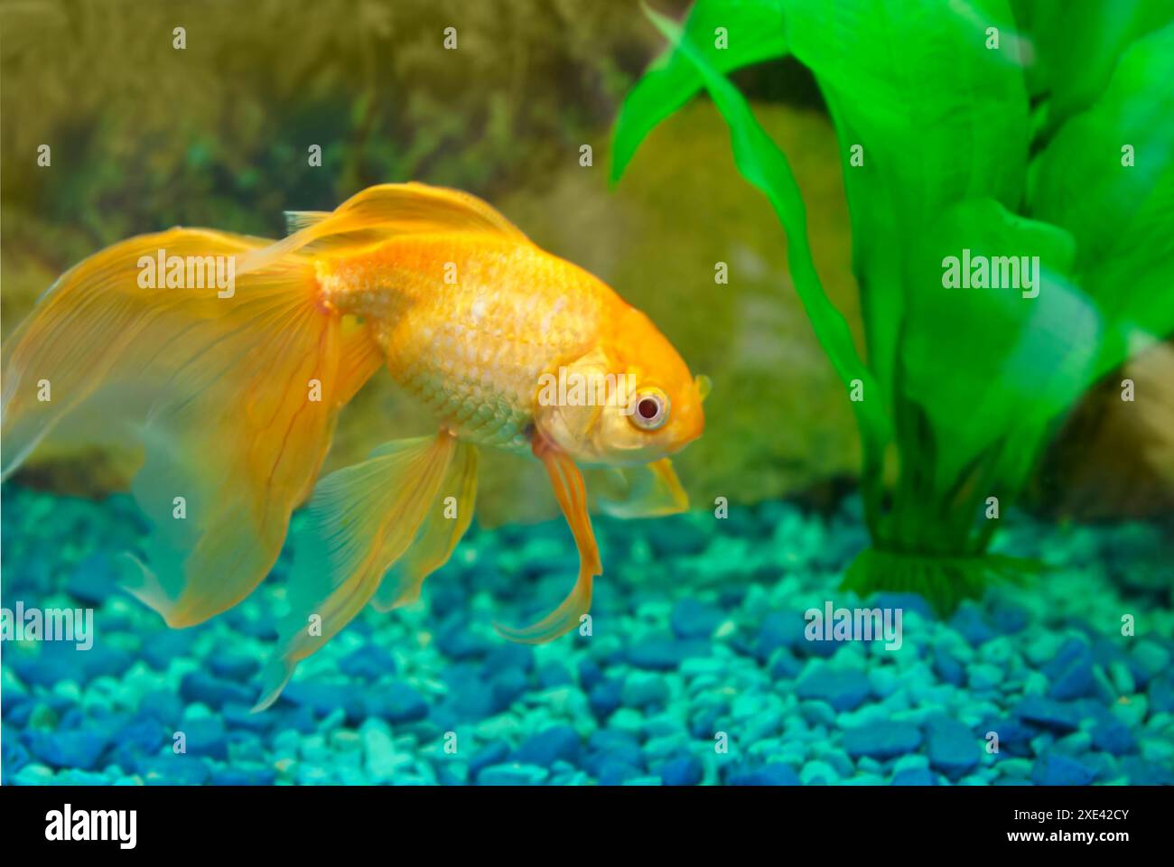 Gold fish hi-res stock photography and images - Alamy