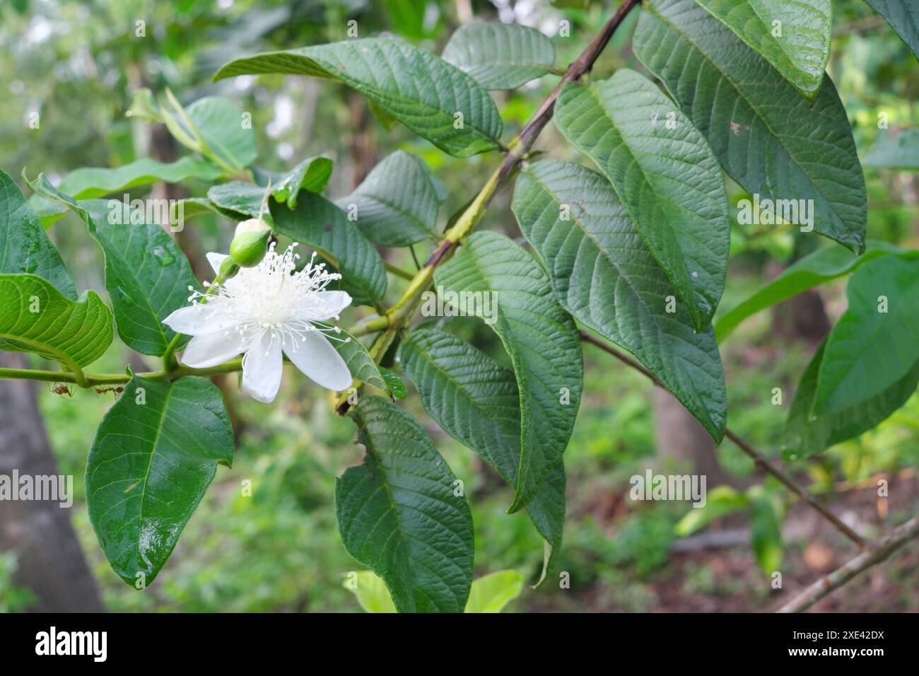 Closeup of guava or Psidium guajava tree with white flowers found in ...