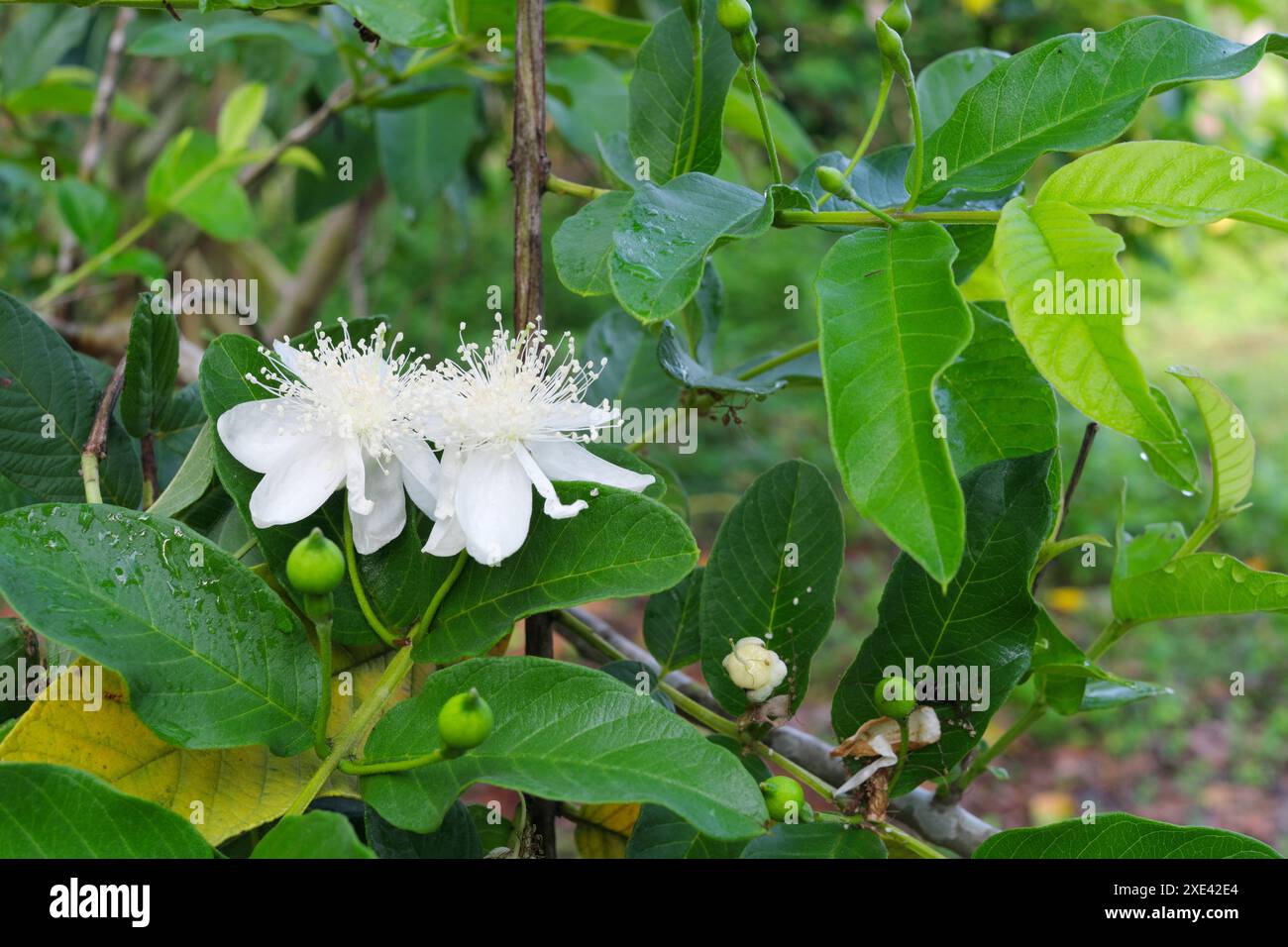 Psidium guajava flower guava hi-res stock photography and images - Alamy