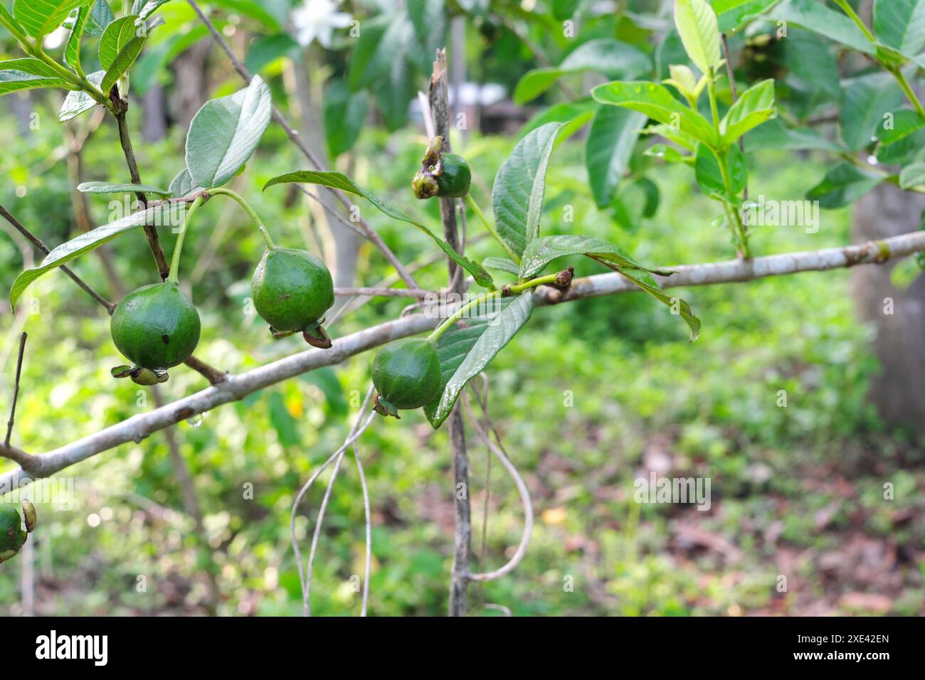 Closeup of native guava or Psidium guajava tree with young fruits found ...