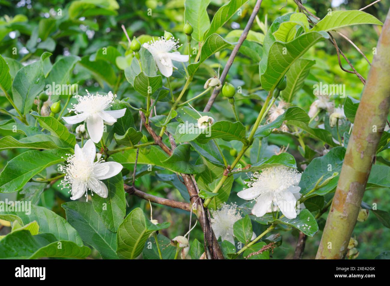 Closeup of guava or Psidium guajava tree with white flowers found in ...